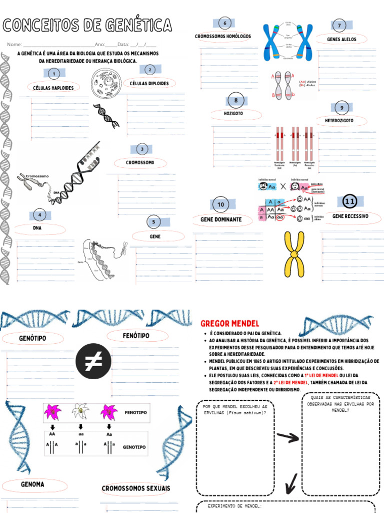 REVISÃO CONCEITOS BÁSICOS DE GENÉTICA | PDF | Genética | Dominância (genética)