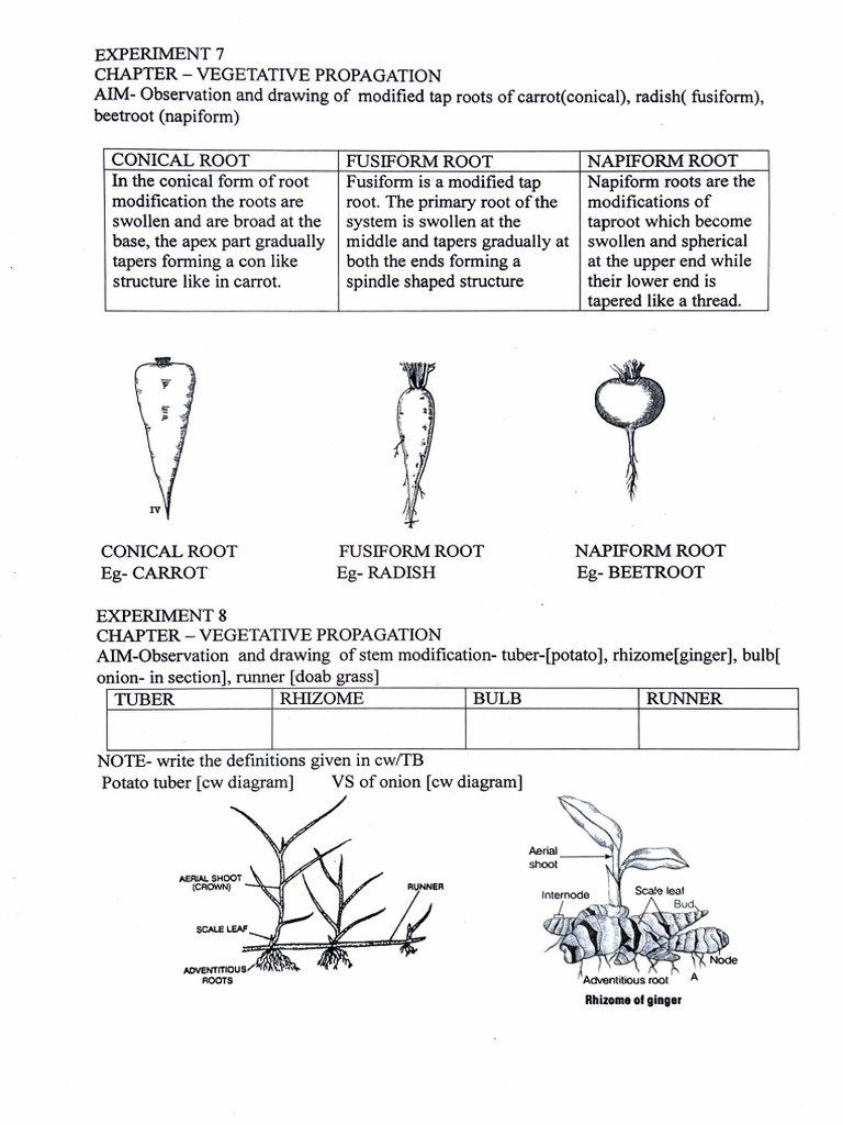 Types of Modified Roots Explained | PDF