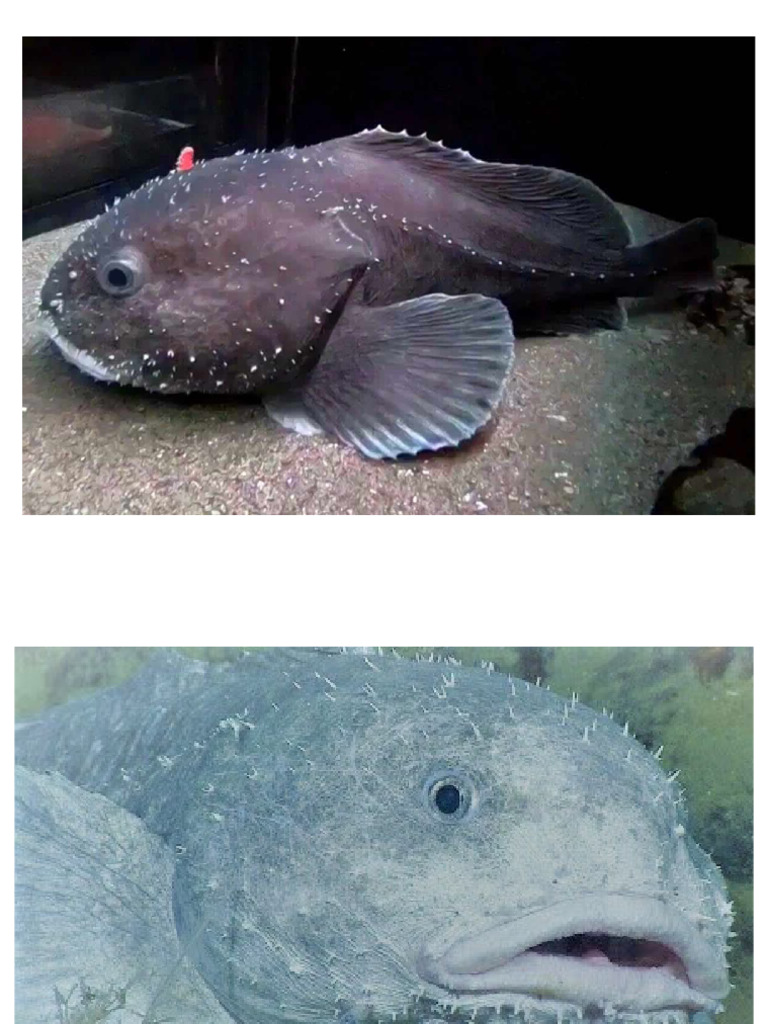 Blobfish Before Surface | PDF