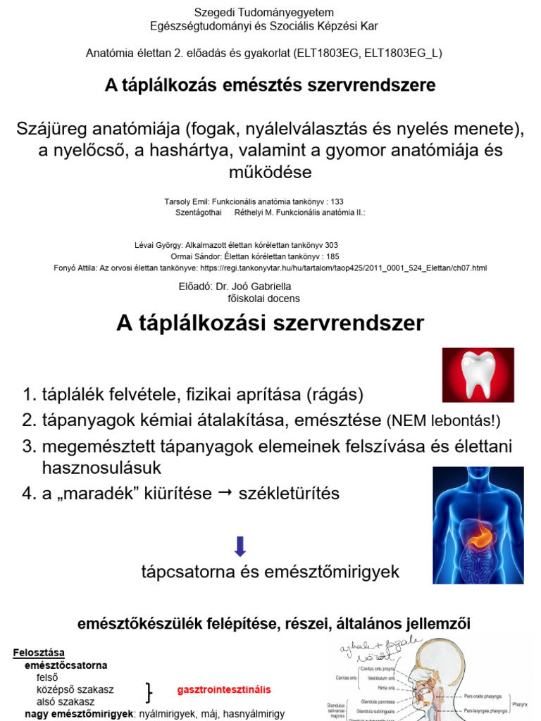 1. Szájüreg-nyelőcső-gyomor anatómiája és működése | PDF