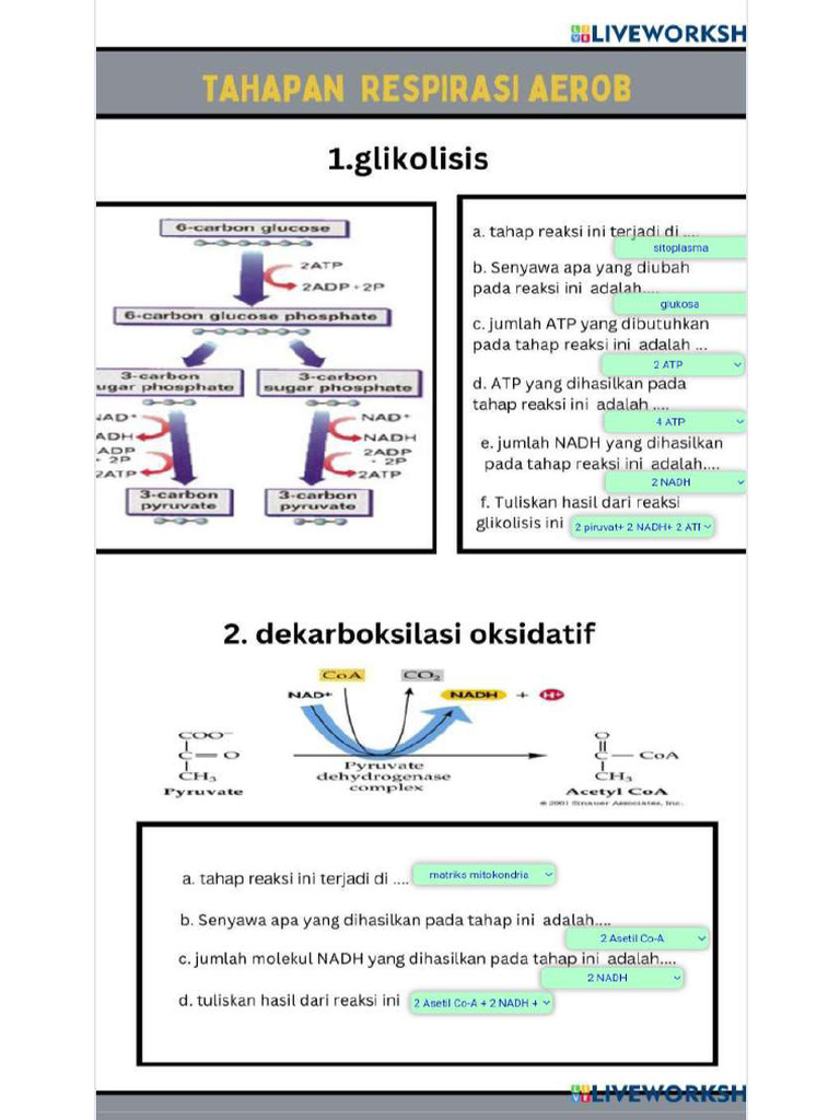 Biologi Respirasi Aerob Indri Nehe | PDF