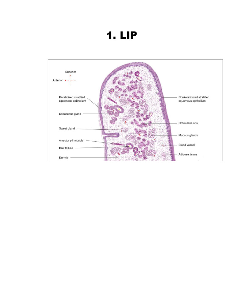 Practical 13 Oral Cavity | PDF