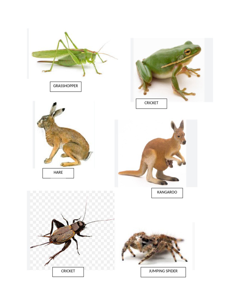Hopping Animals | PDF
