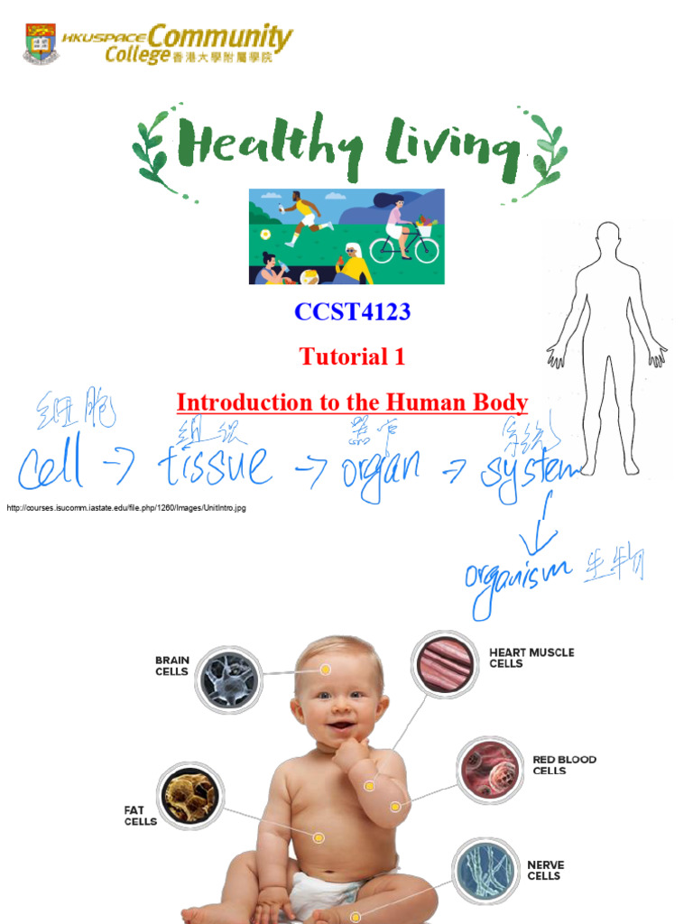 Tutorial 1 Introduction To The Human Body: CCST4123 | PDF ...