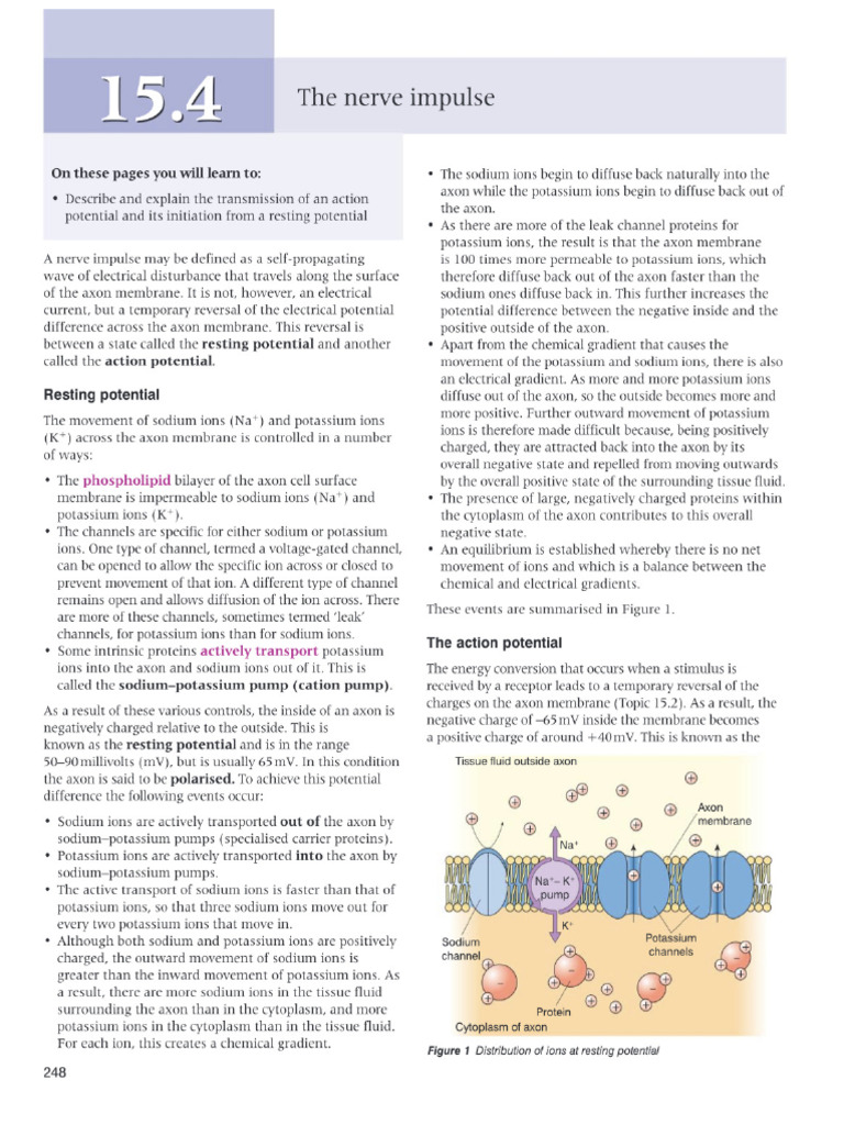 Nerve Impulse (Resting and Action Potential) Notes | PDF