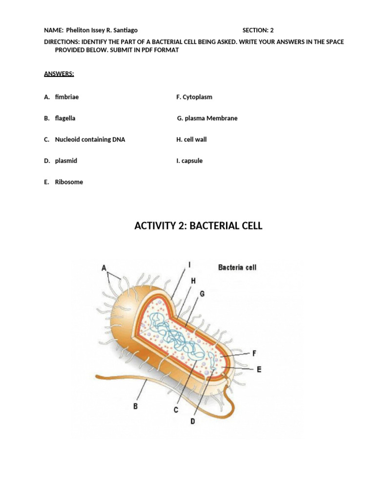 Activity #2 Bacterial Cell | PDF