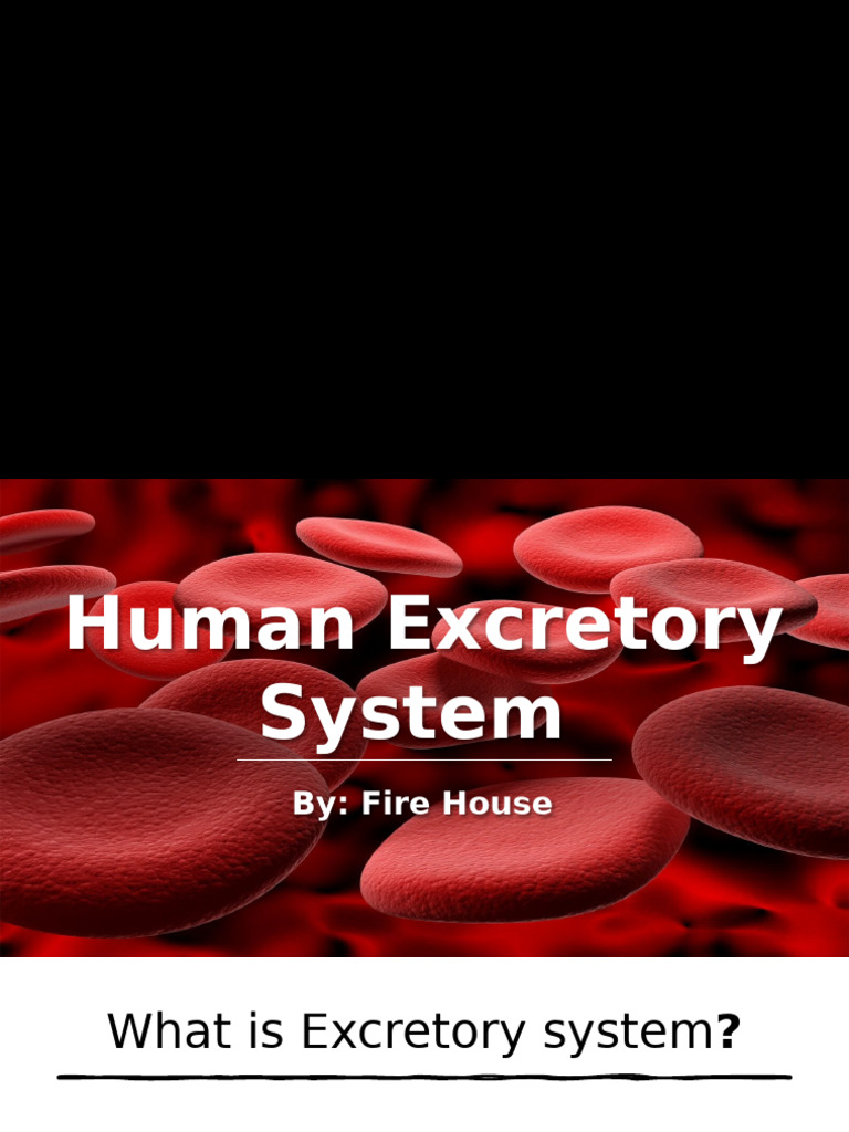 Human Excretory System | PDF