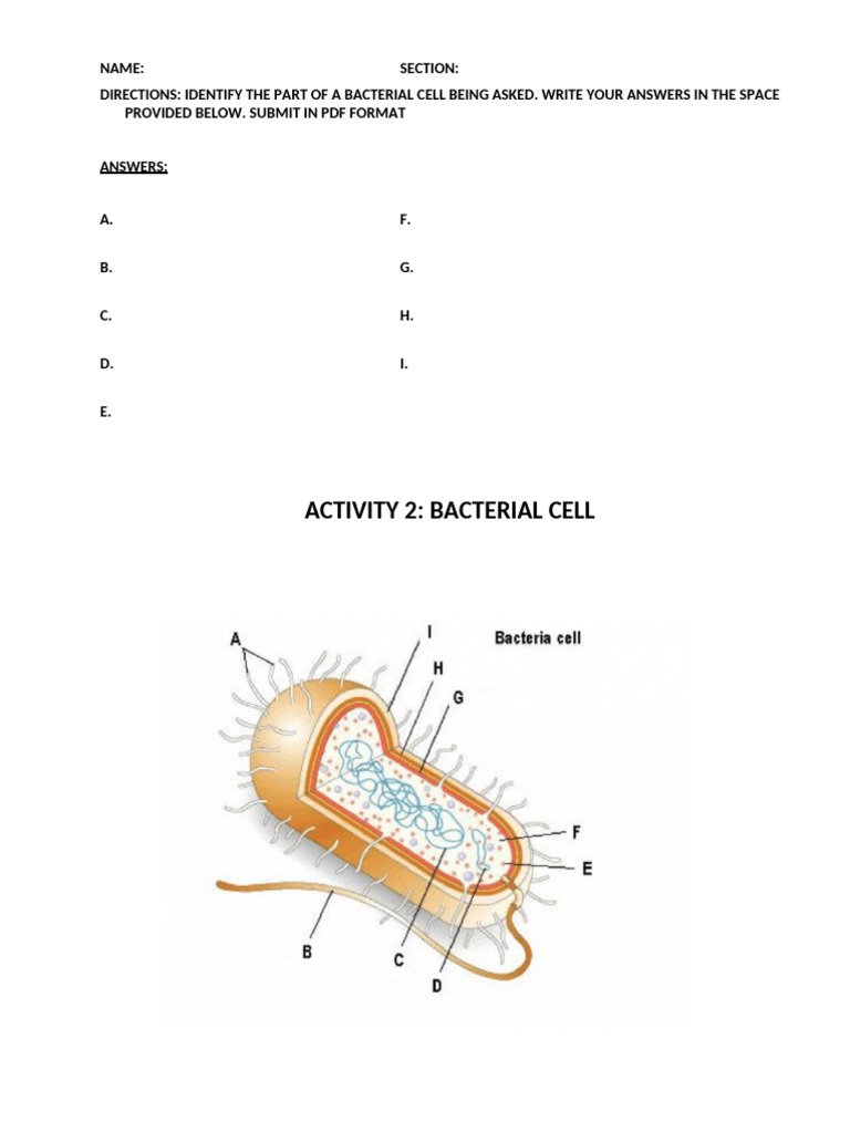 Activity #2 Bacterial Cell | PDF