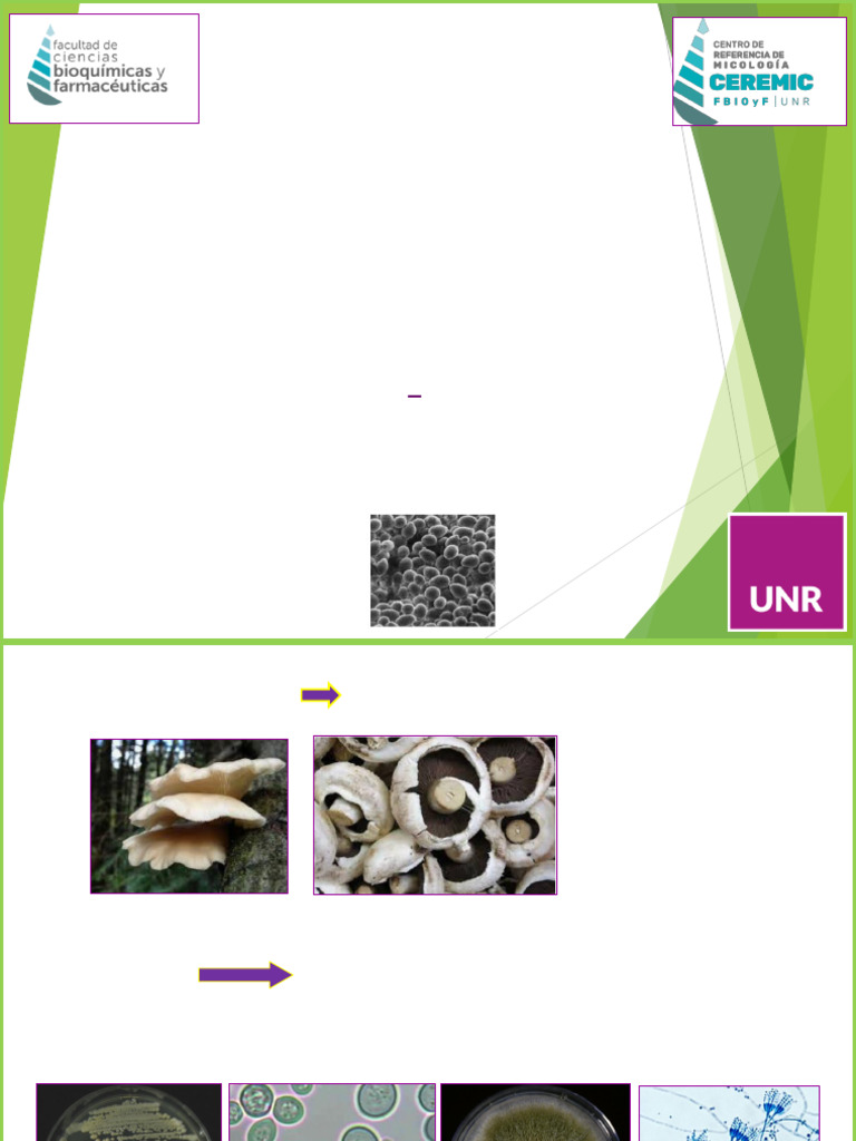Características de La Célula Fúngica - Micelio Vegetativo | PDF | Hongo ...