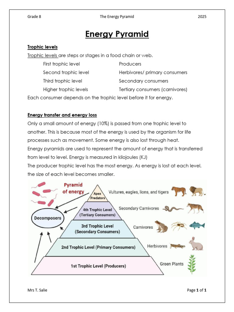 5. Energy Pyramid | PDF