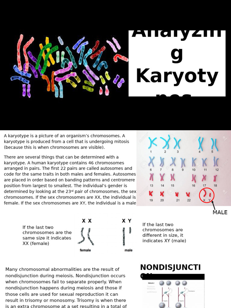 Analyzing Karyotypes Bowen | PDF | Karyotype | Chromosome
