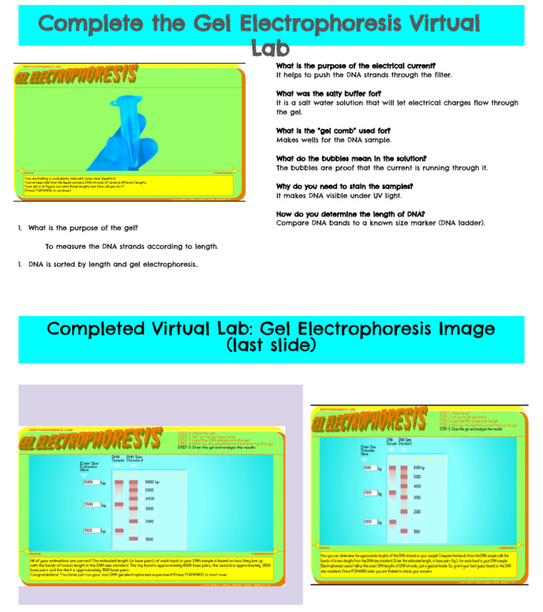 Gel Electrophoresis Virtual Lab | PDF