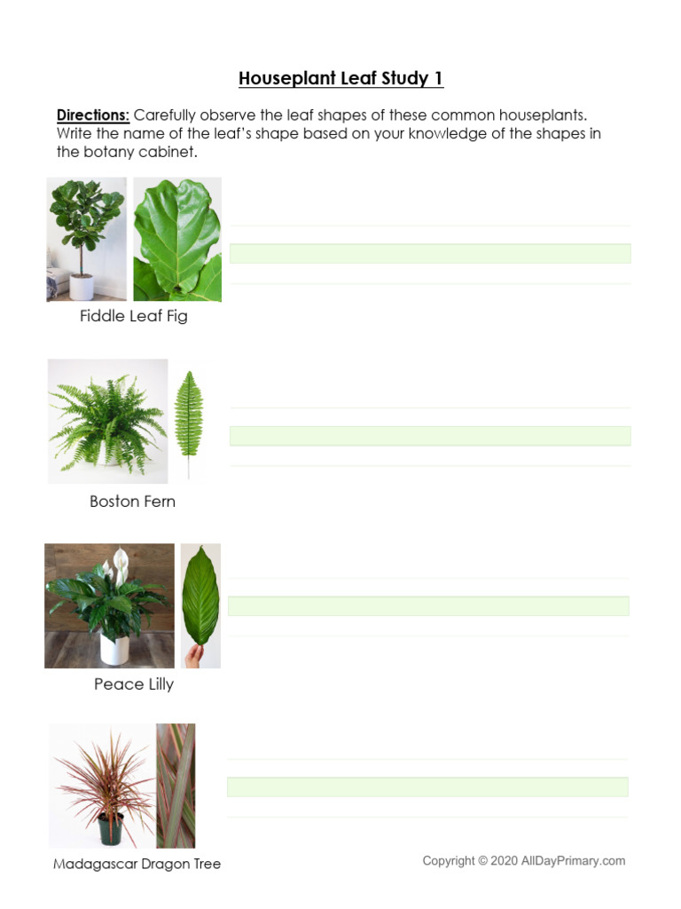 House Plant Leaf Study | PDF