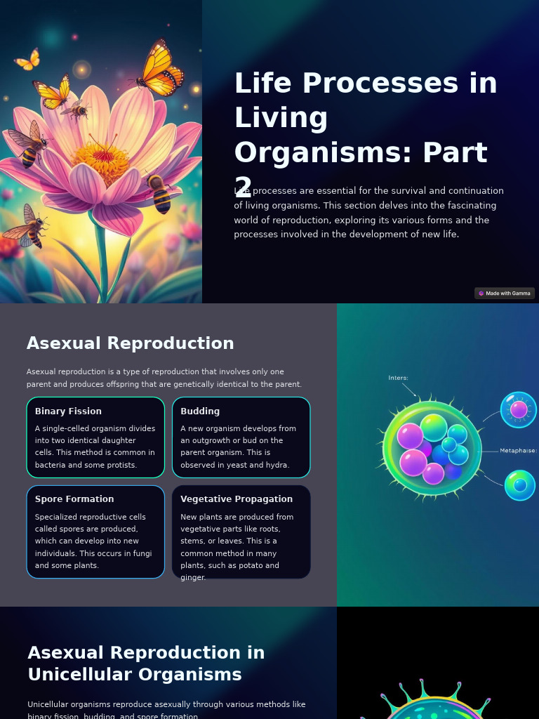 Life Processes in Living Organisms Part 2 | PDF | Sexual Reproduction | Uterus