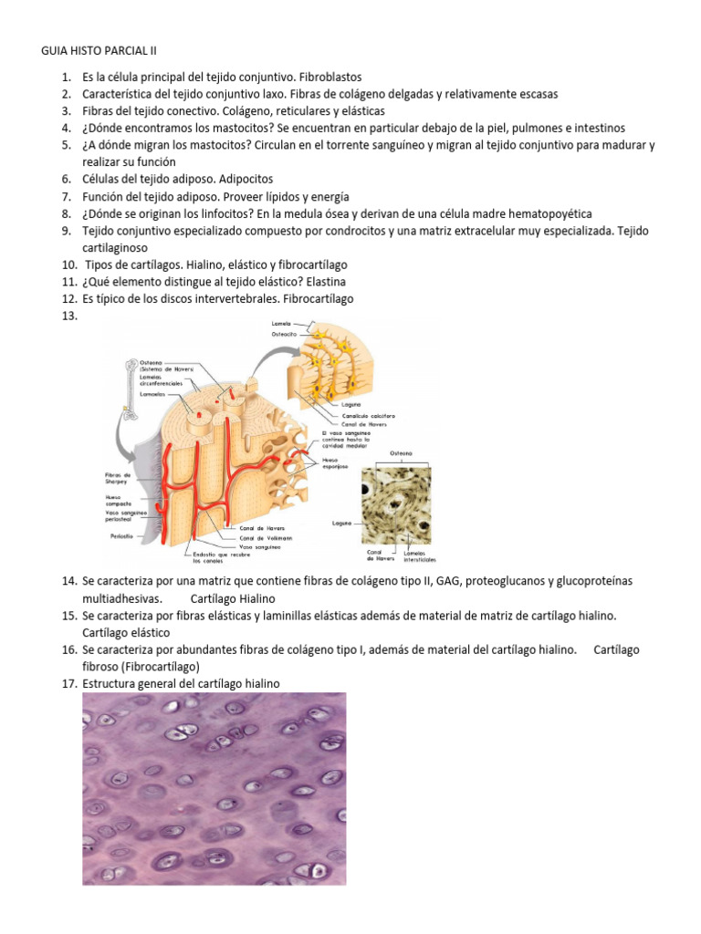 GUIA HISTO PARCIAL II | PDF | Cartílago | Hueso