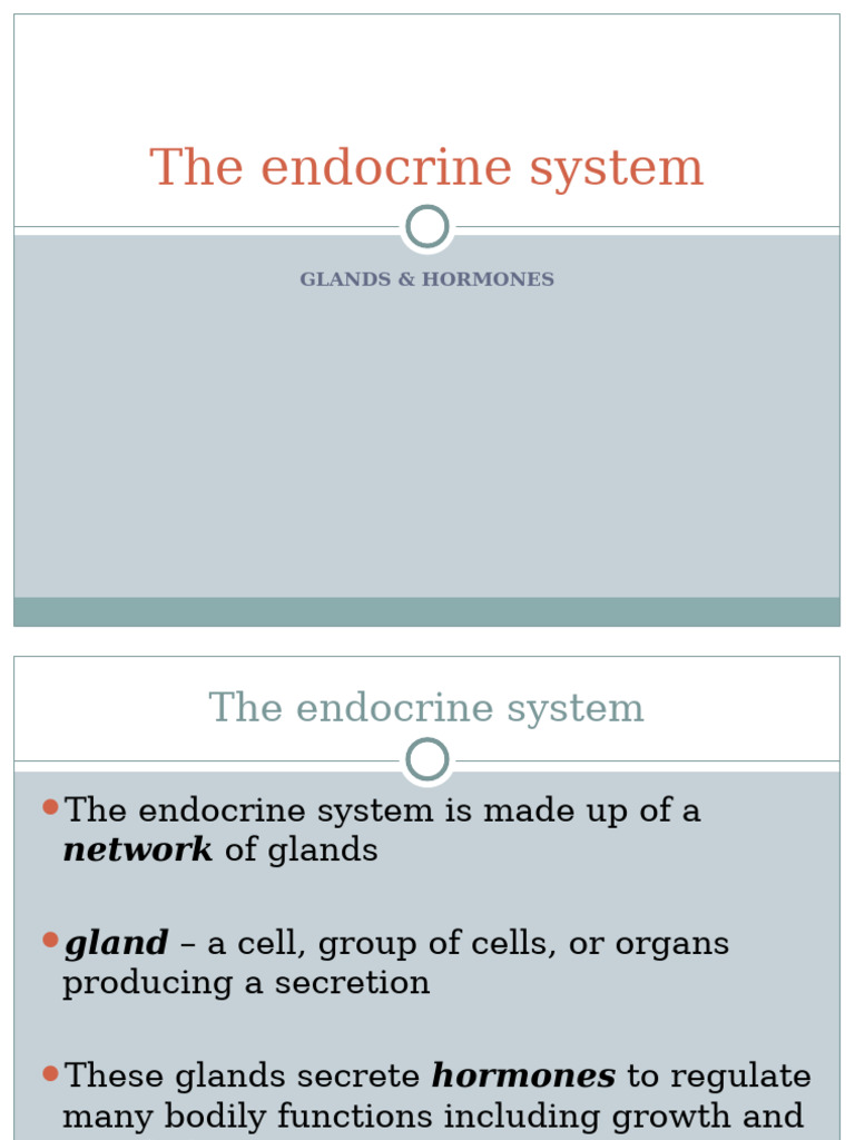 The Endocrine System | PDF | Endocrine System | Hypothalamus