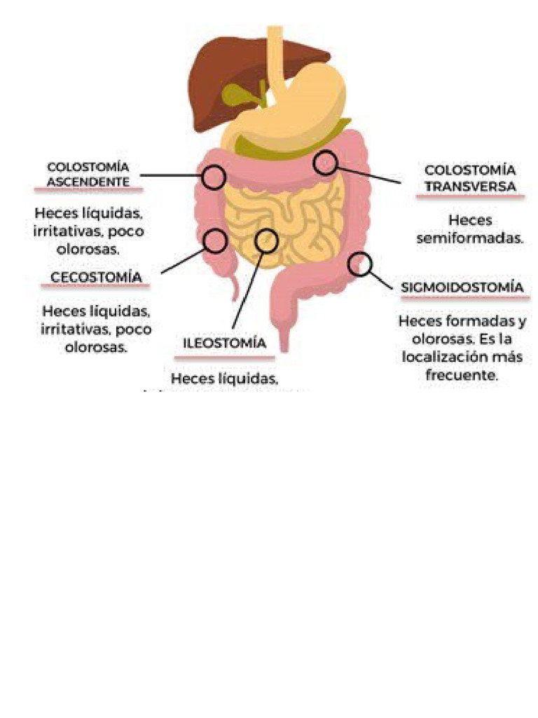Anatomía del Epigastrio y Regiones Asociadas | PDF