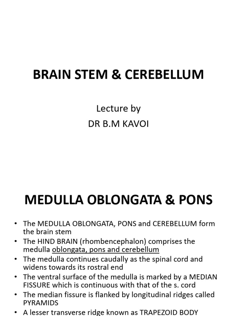 Brain Stem and Cerebellum Anatomy | PDF | Brainstem | Cerebellum