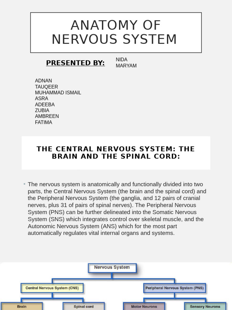 ANATOMY OF NERVOUS SYSTEM (3) | PDF | Central Nervous System | Cerebellum