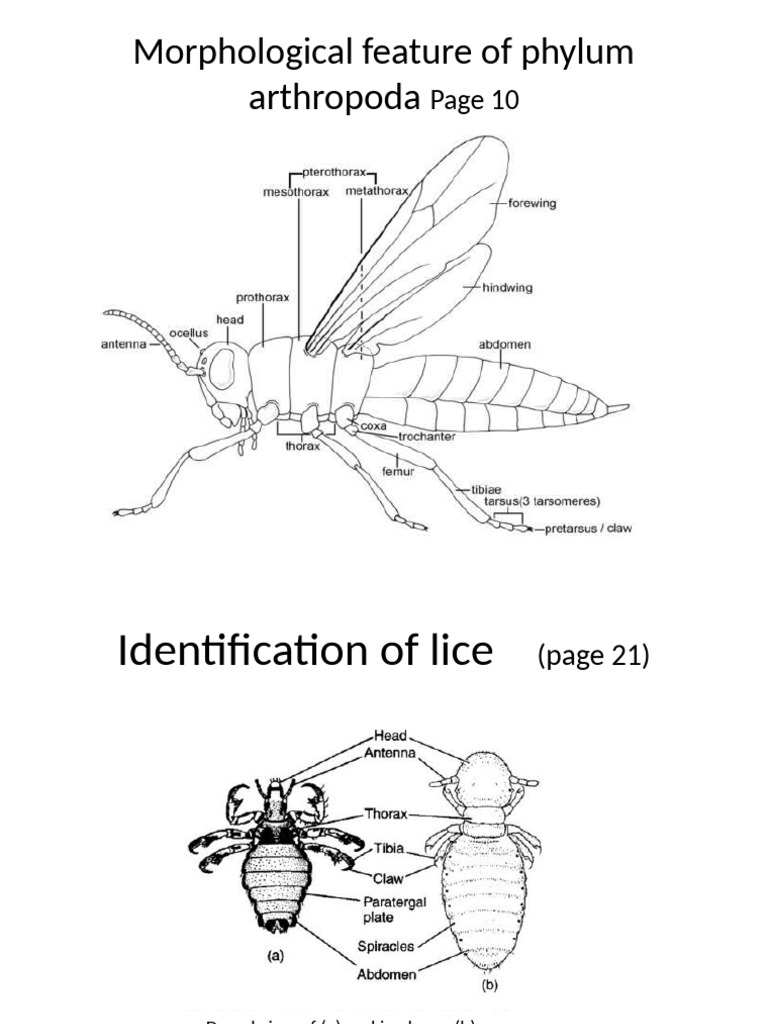 Menacanthus Stramineus Morphology Overview | PDF