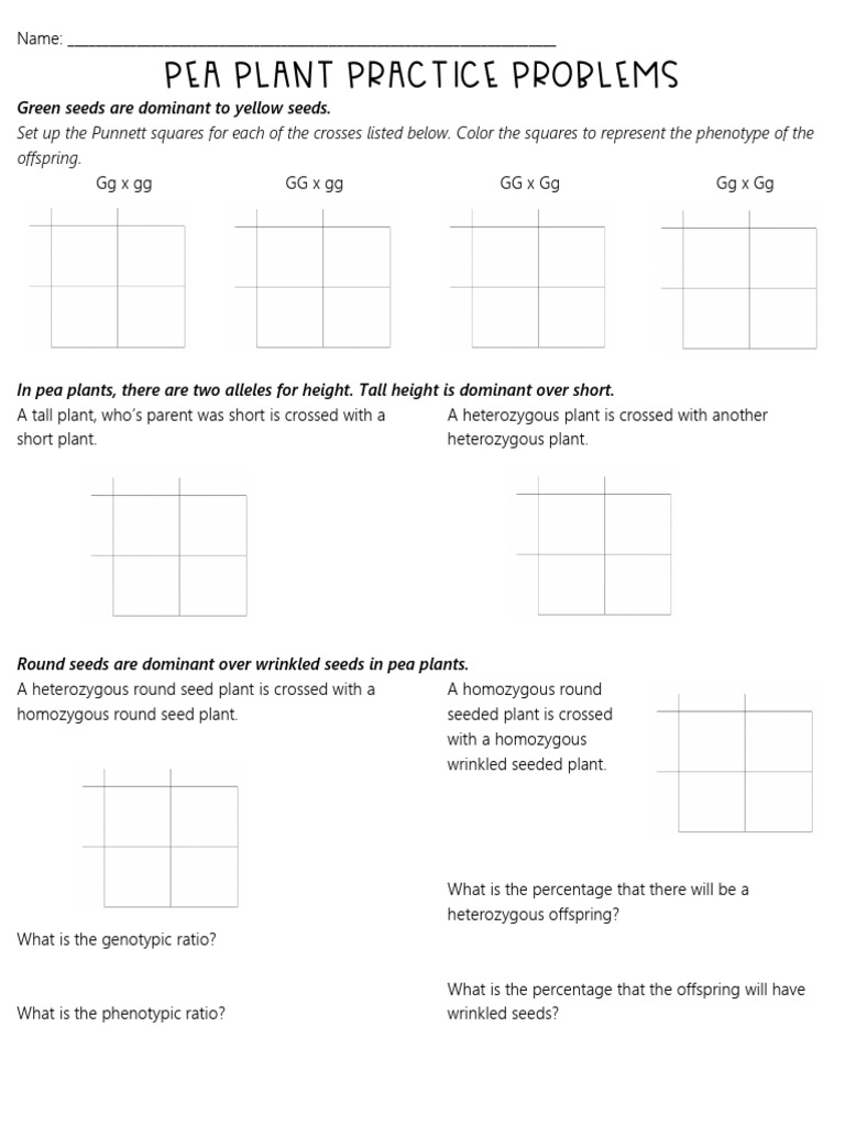 Pea Plant Punnett Square Practice | PDF