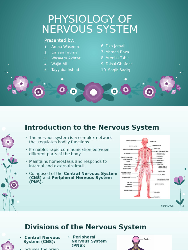 Nervous System Physiology Overview | PDF | Nervous System | Neuron