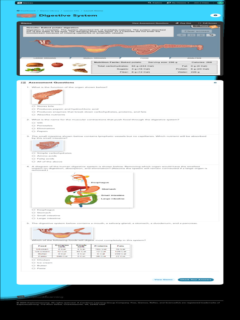 Digestive System Gizmo | PDF | Digestion | Human Digestive System