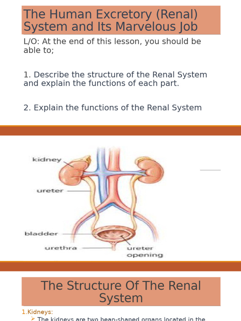 Overview of the Human Excretory System | PDF | Kidney | Urinary System