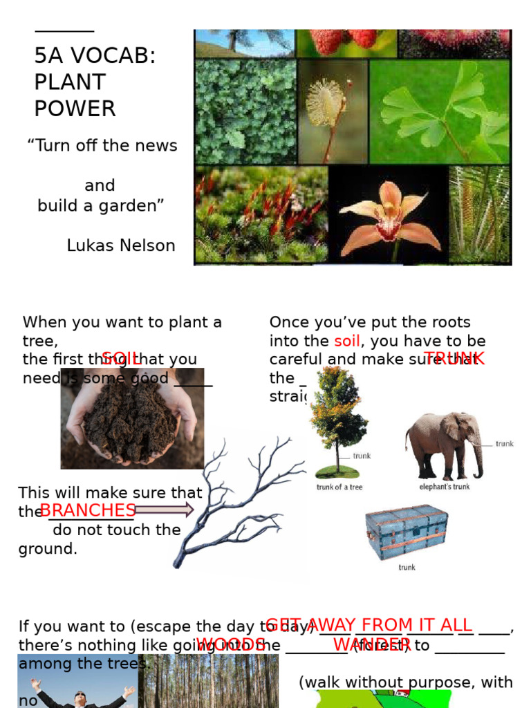 5A Vocab - Plant Power | PDF | Botany