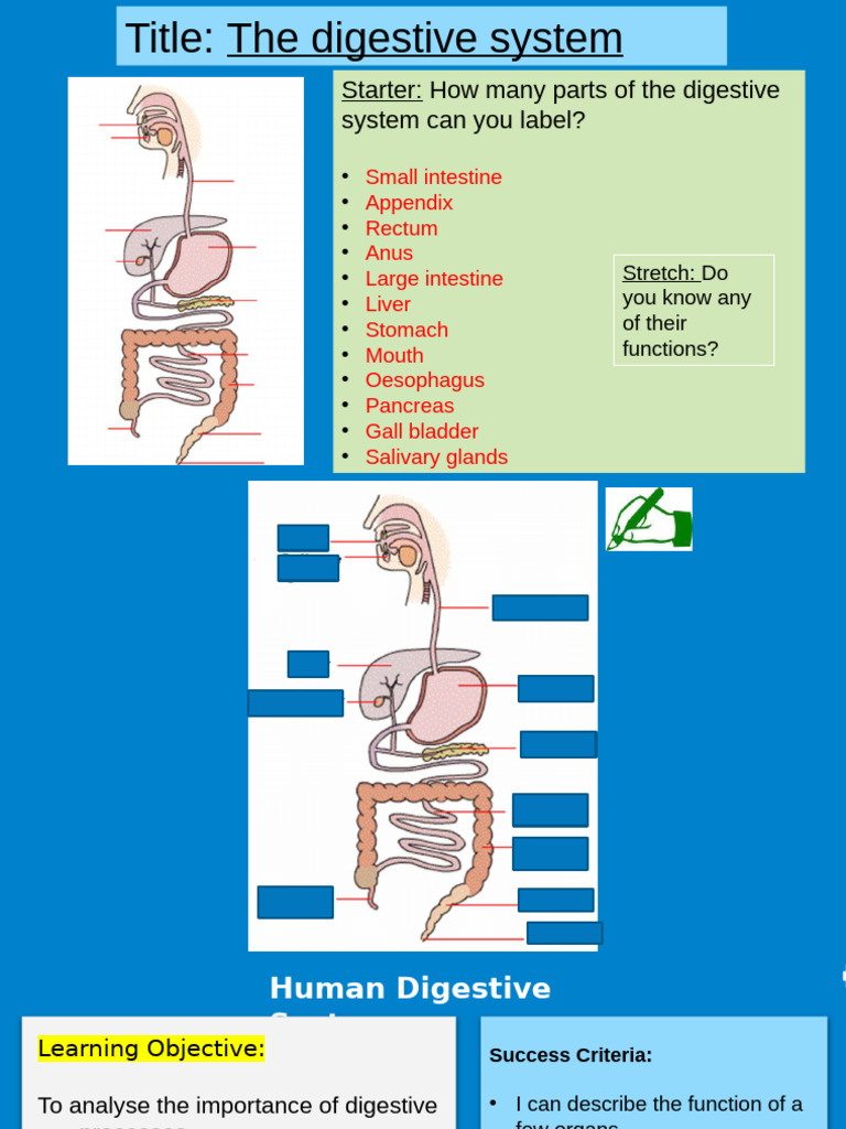 Digestive System | PDF