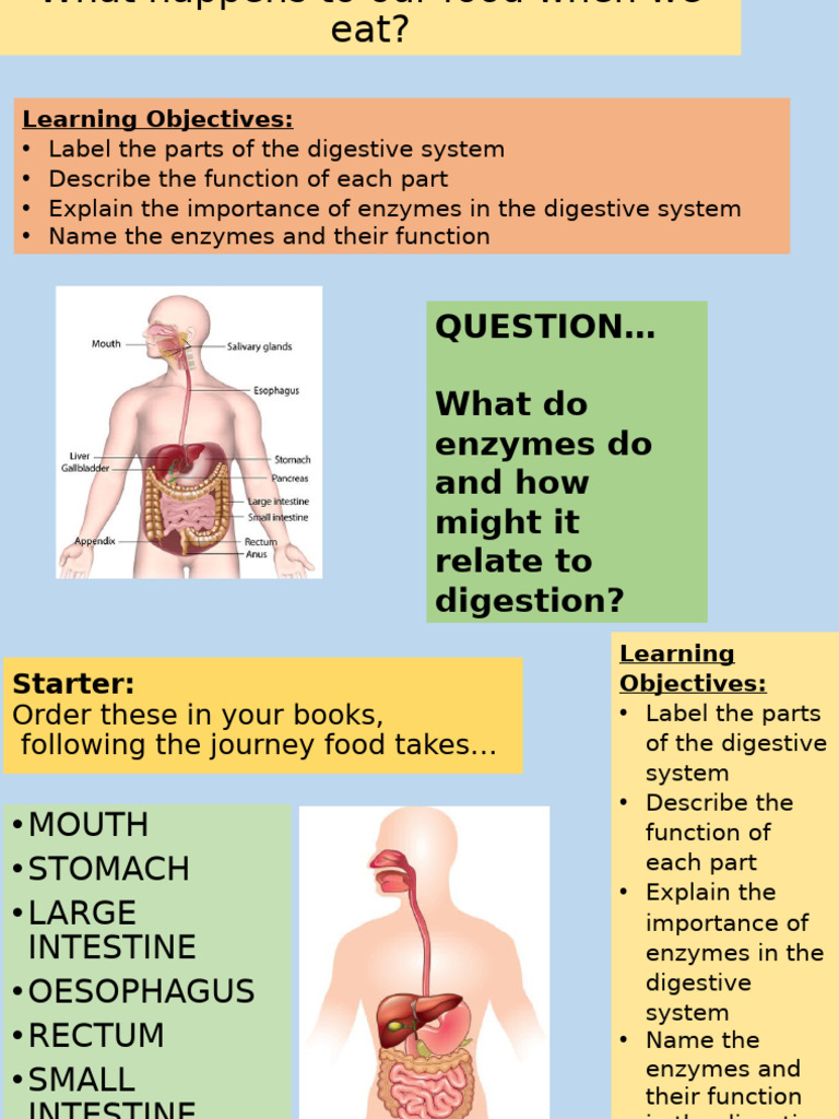 Digestive System | PDF | Digestion | Small Intestine