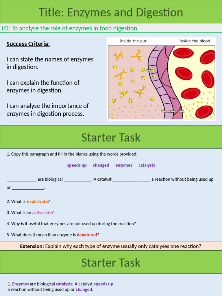 Enzymes in Food Digestion Explained | PDF | Digestion | Enzyme