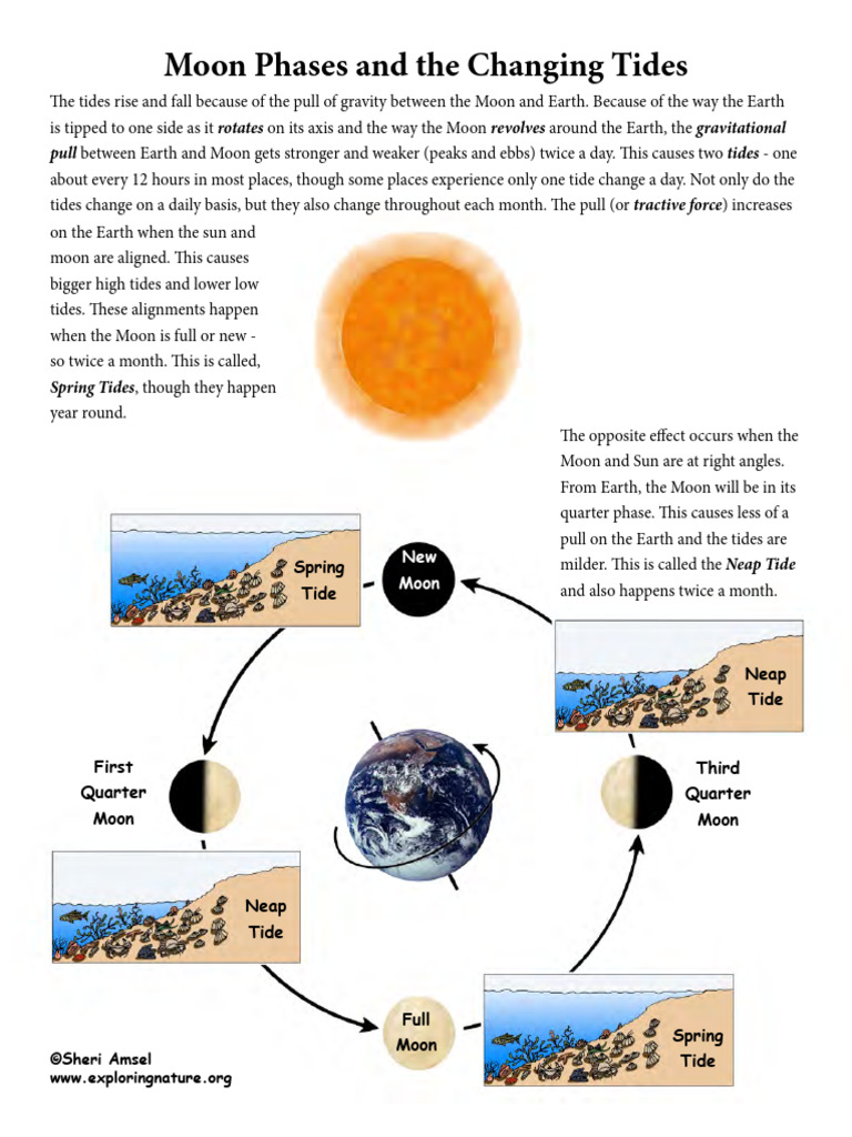 Moon Phases and The Changing Tides | PDF | Tide | Earth