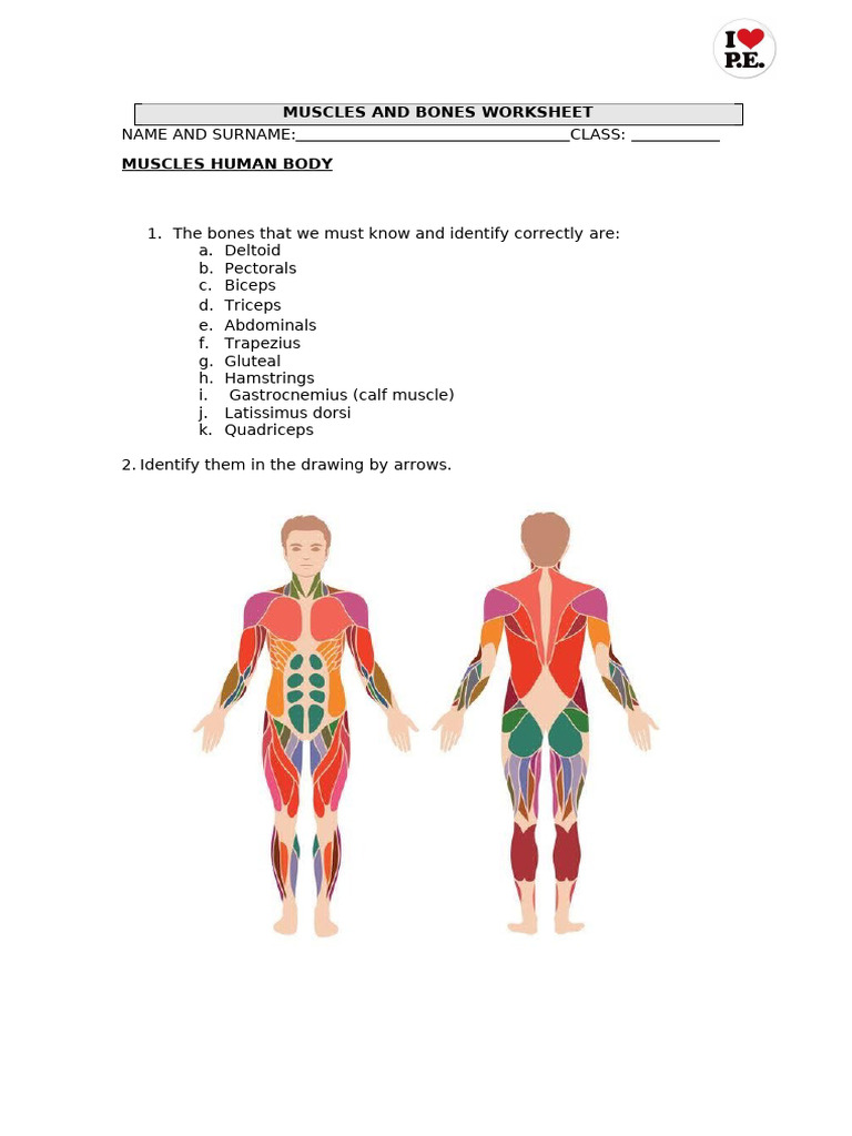 Muscles and Bones Identification Worksheet | PDF
