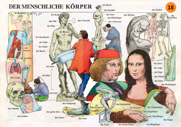 Körperteile Bild | PDF