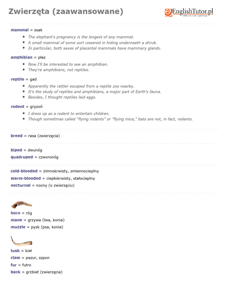 Zwierzeta_(zaawansowane) | PDF | Mammals | Zoology