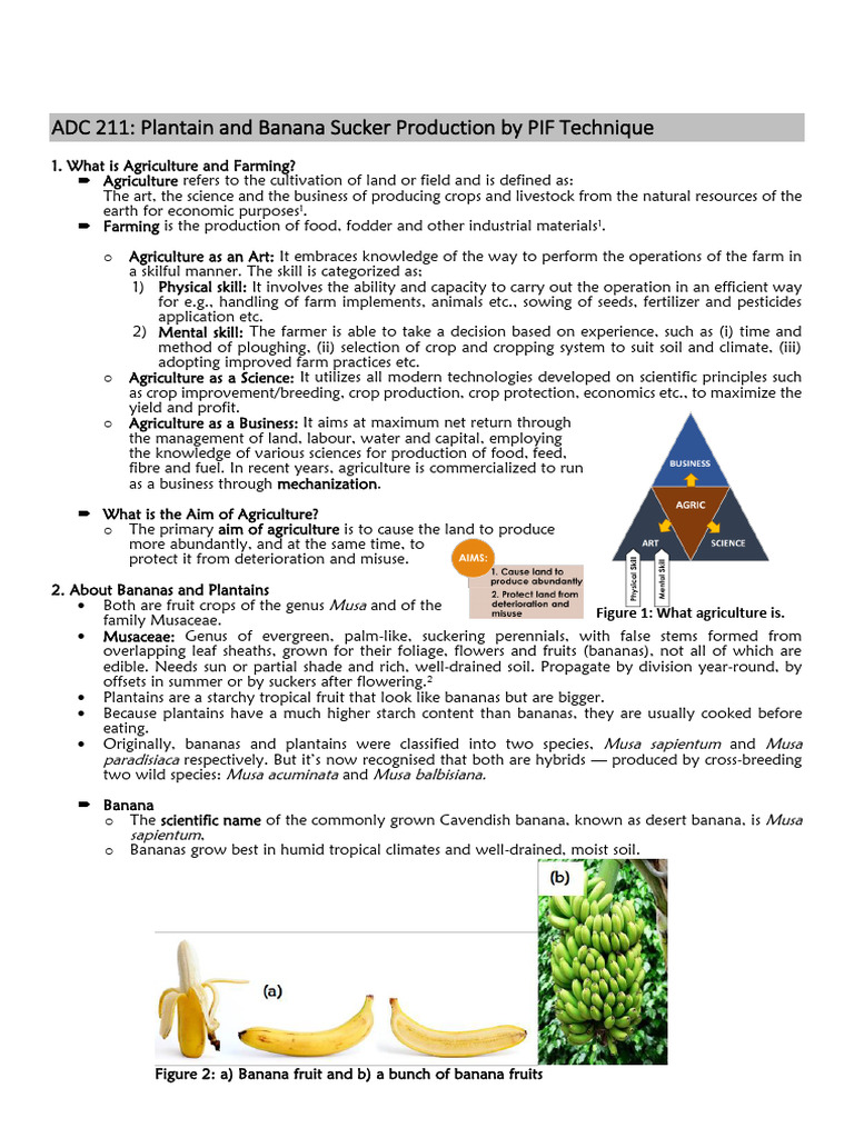 PIF Technique for Banana & Plantain Suckers | PDF | Banana | Agriculture