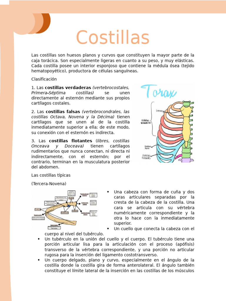 Apunte de Costillas | PDF | Sistema musculoesquelético | Tórax ...