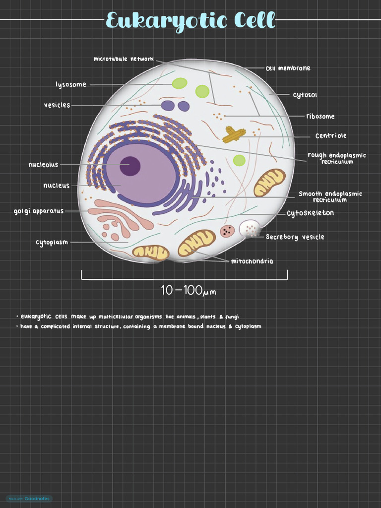 Eukaryotic Cells As Level Pdf