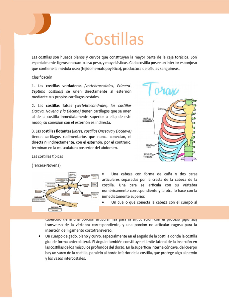 Costillas | PDF | Sistema esquelético | Sistema musculoesquelético