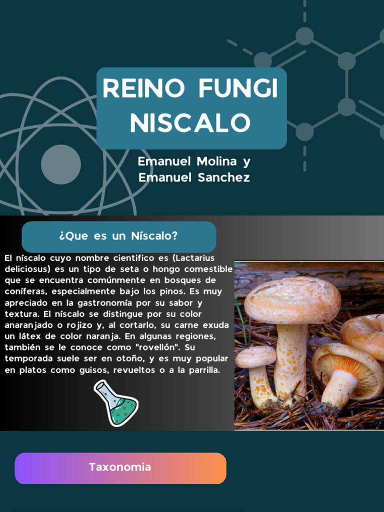 Guía del Níscalo: Hongo Gastronómico | PDF