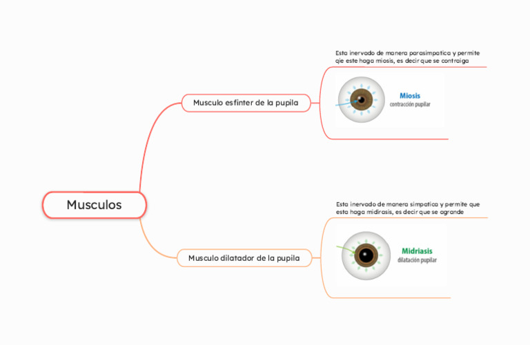Músculos de la Pupila: Esfínter y Dilatador | PDF