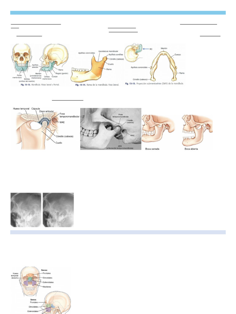 Resumen Craneo 2 (Nasal | PDF | Otorrinolaringología | Cabeza y cuello humanos
