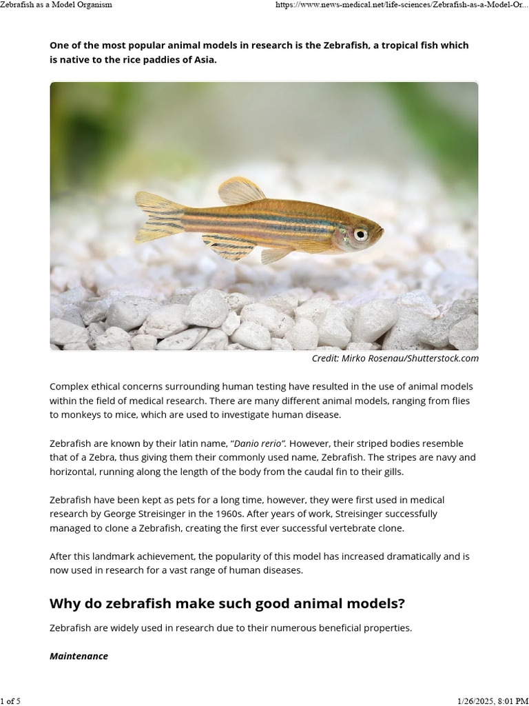 Zebrafish As A Model Organism | PDF | Model Organism | Mutation