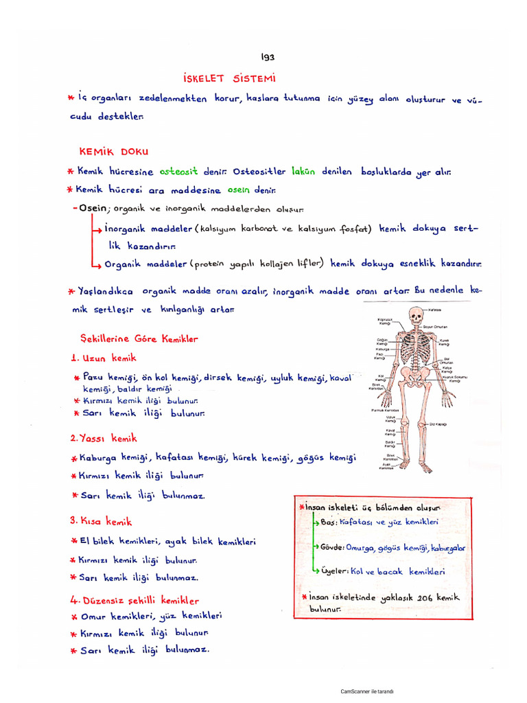 İskelet Ve Kas Sistemi | PDF