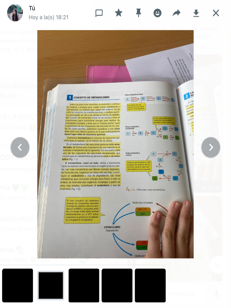 Reacción Exergónica | PDF