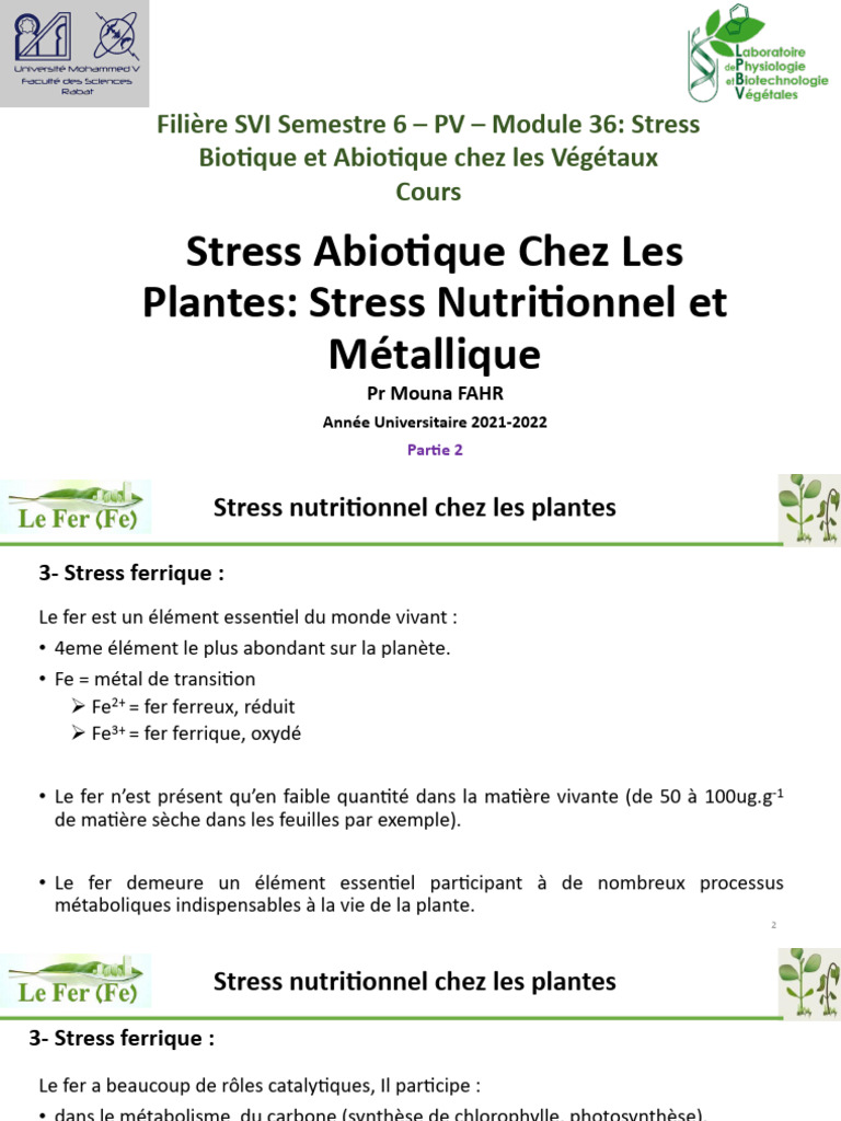 Stress Ferrique et Nutrition des Plantes | PDF | Racine | Fer