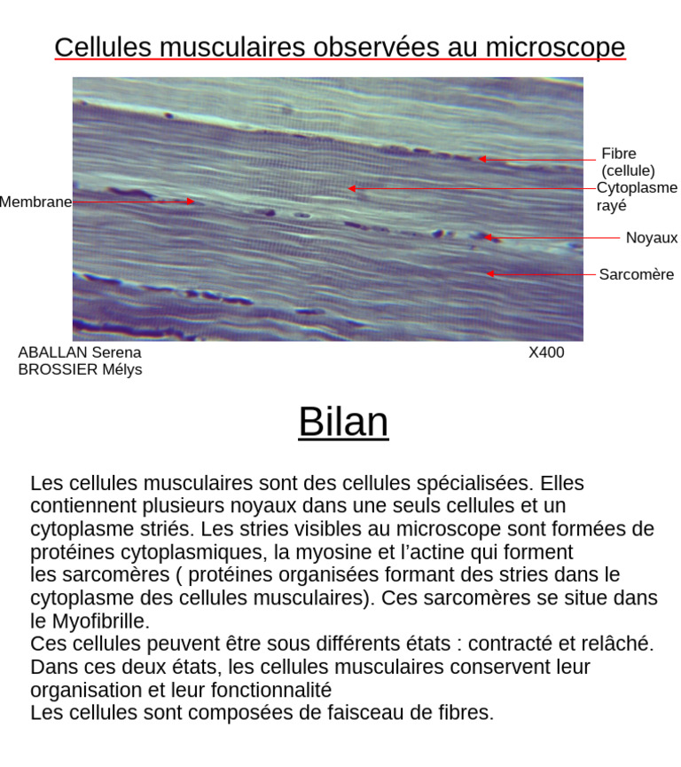 Observation des cellules musculaires au microscope | PDF