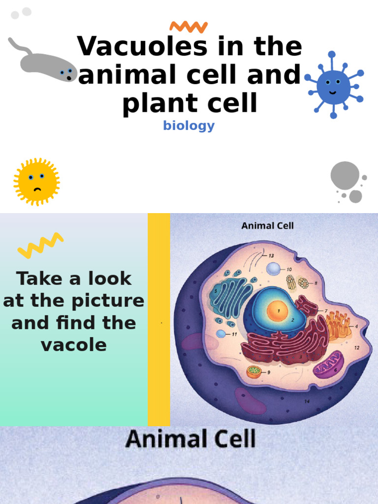 Vacuoles in The Animal Cell and Plant Cell | PDF | Vacuole | Cell Biology