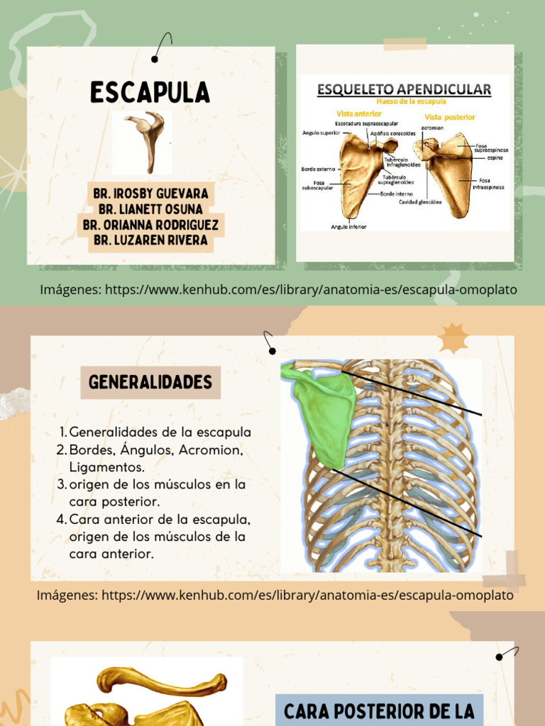 Anatomía Detallada de la Escápula | PDF